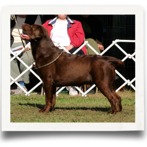 Puget Sound Labrador Retriever Association | Promoting the All Around ...