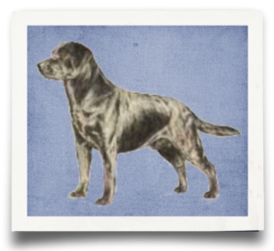 Breed Standard | Puget Sound Labrador Retriever Association